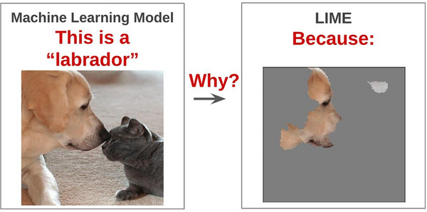 Explainability of a Model In Image Classification